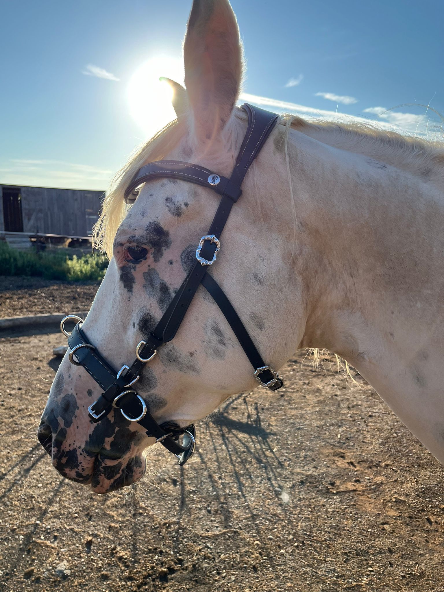 Hidalgo Multibridle St. Louis 2 – Hug Your Horse