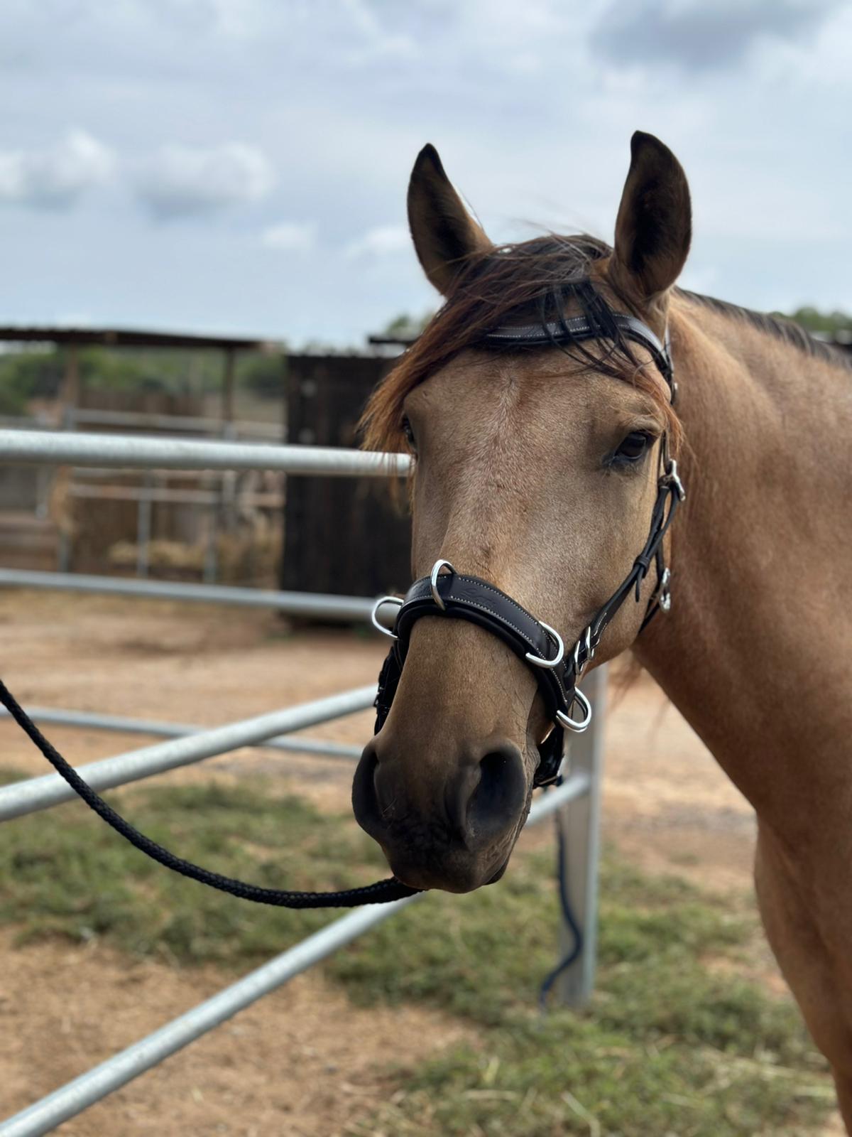 Hidalgo Multibridle St. Louis 2 – Hug Your Horse