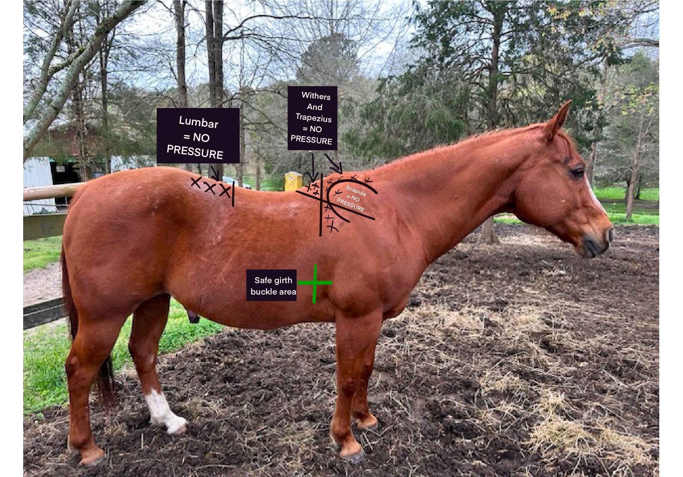 Remote Saddle Fitting--ADVANCED – Hug Your Horse